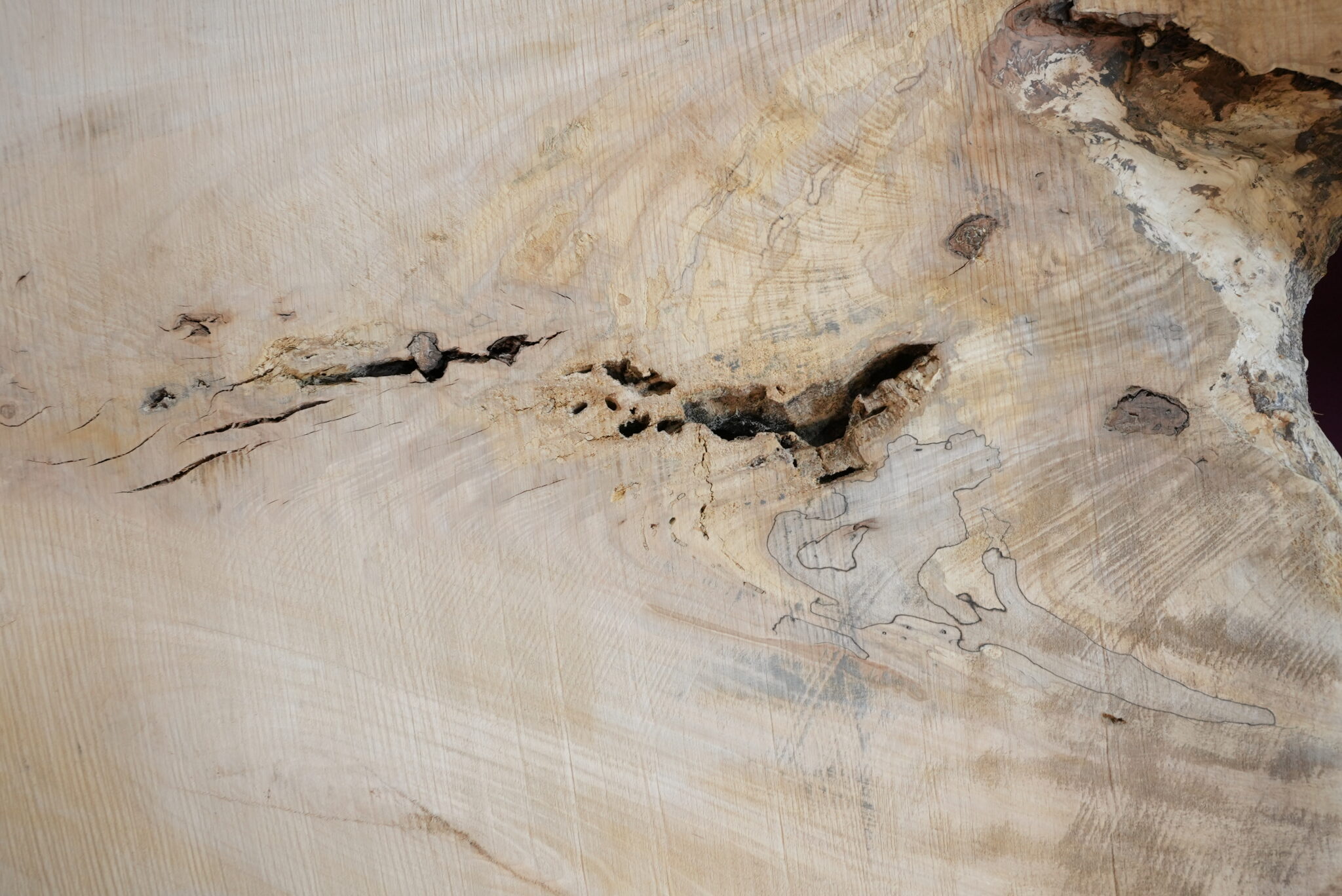 Monkey Fist Soft Maple Log – Wolf Tree Wood