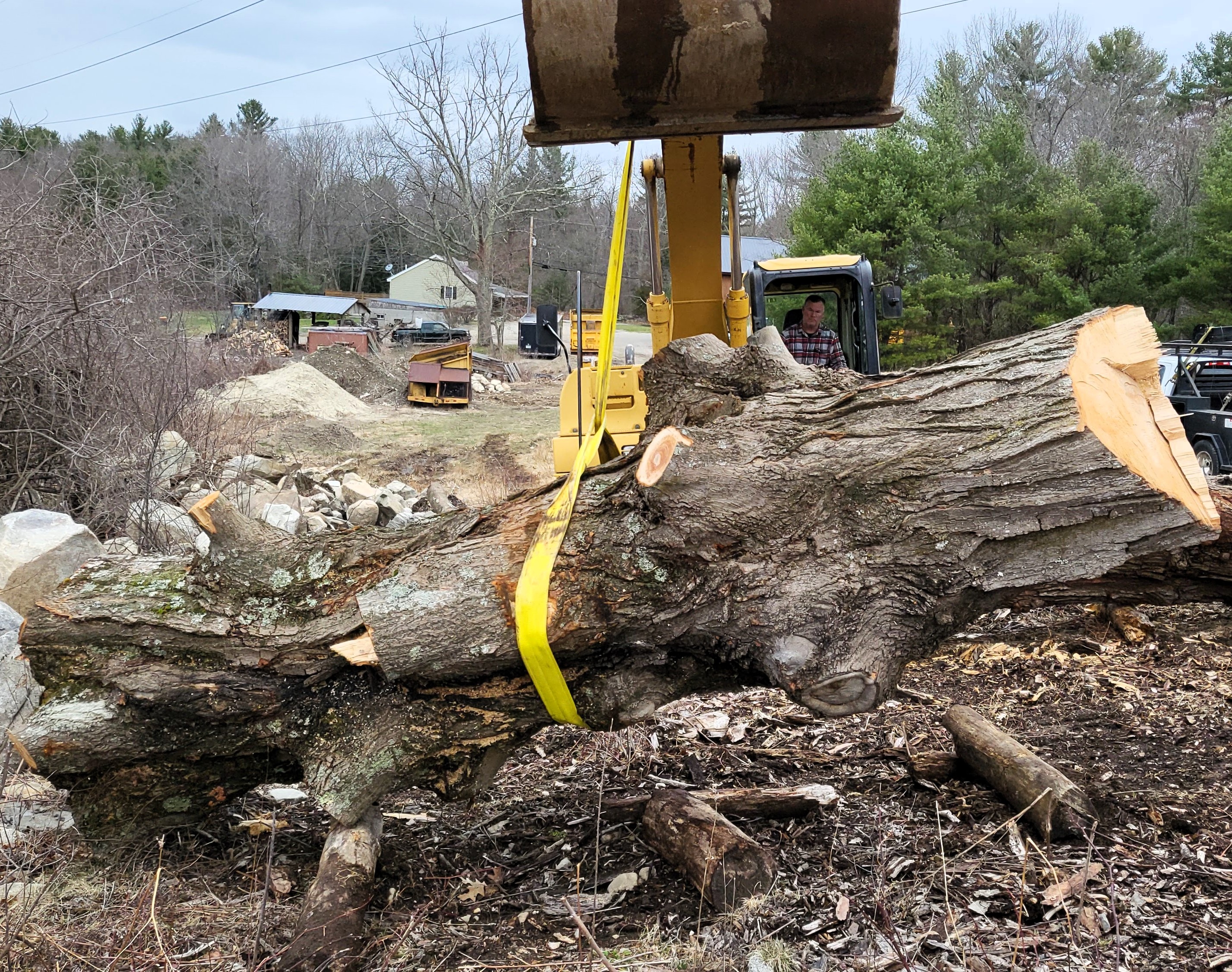 Sweet Cream Silver Maple Log – Wolf Tree Wood