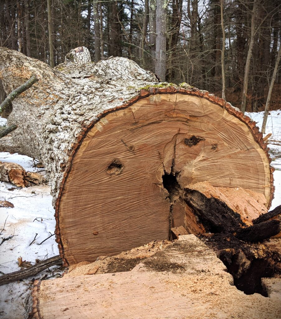 1797 Marsh Farm White Oak Log – Wolf Tree Wood
