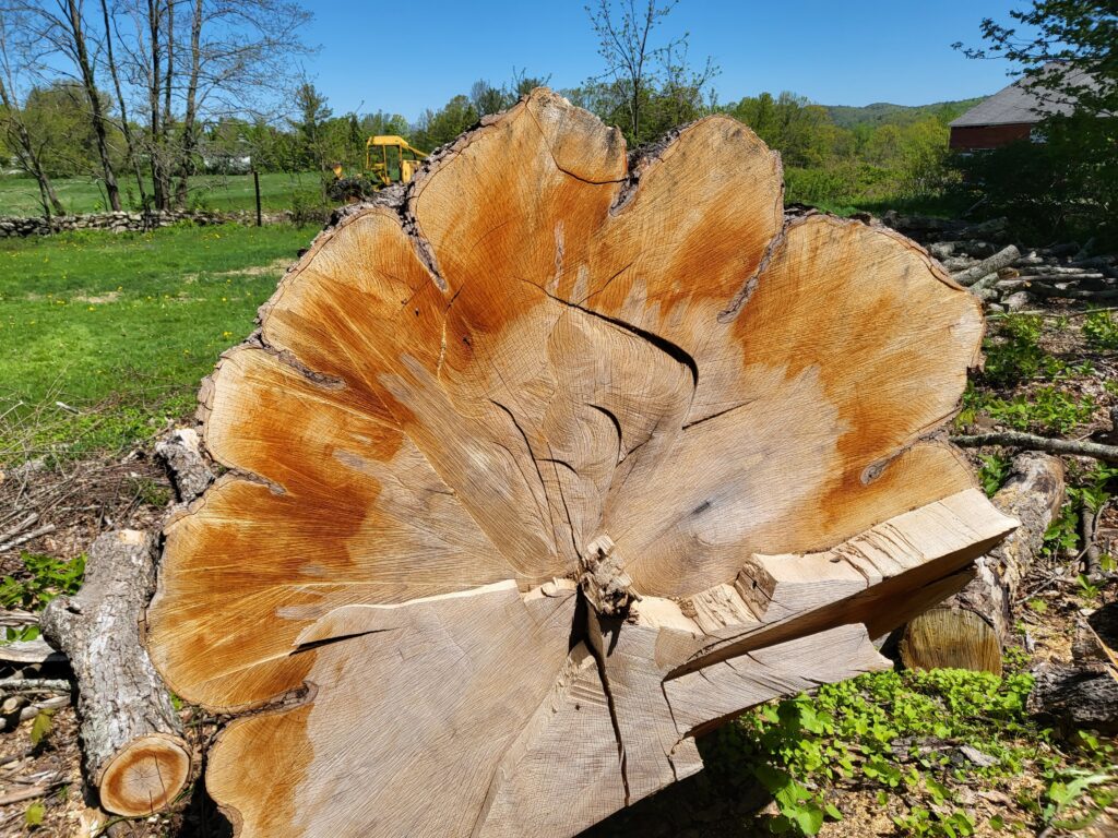 1819 Alstead Farm Sugar Maple Log – Wolf Tree Wood