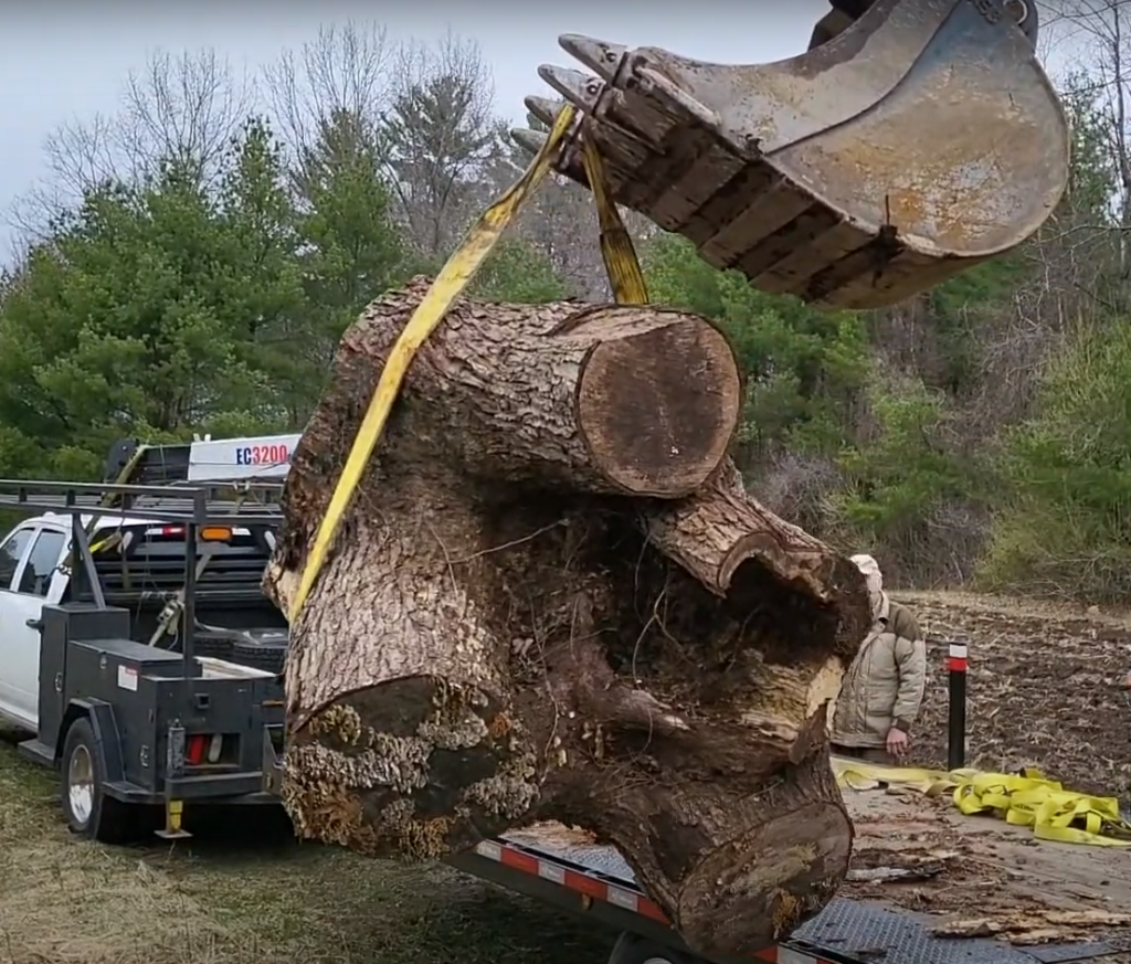 Monkey Fist Soft Maple Log – Wolf Tree Wood